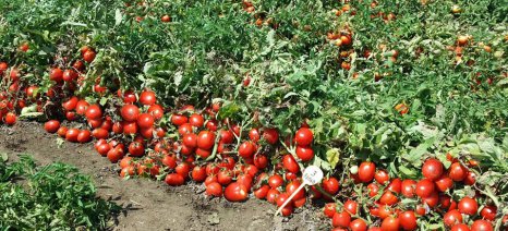 Ανακοίνωσε ο ΘΕΣΤΟ τιμές και όρους για την βιομηχανική τομάτα 2021 ...